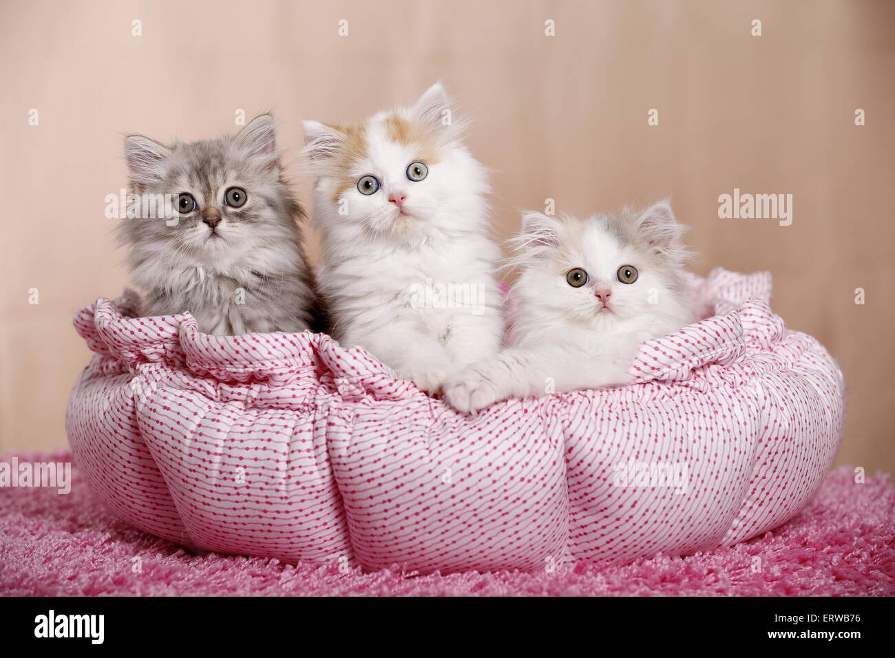 German Longhair Kitten Stock Photo - Alamy