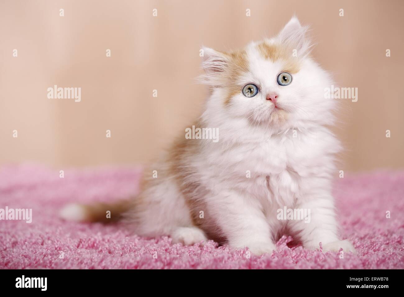 German Longhair Kitten Stock Photo - Alamy