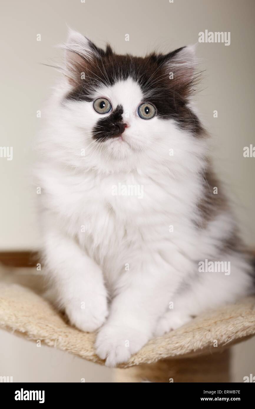 German Longhair Kitten Stock Photo - Alamy
