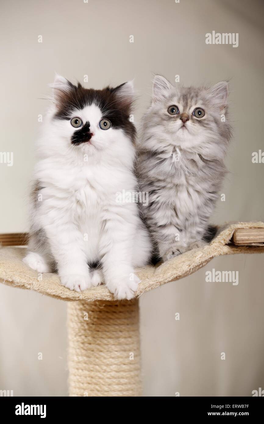 German Longhair Kitten Stock Photo - Alamy
