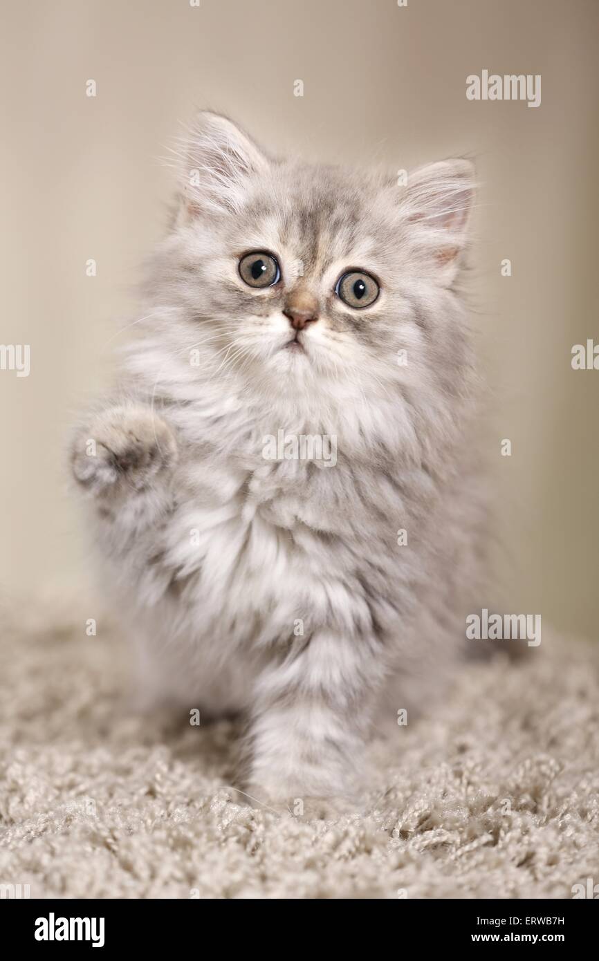 German Longhair Kitten Stock Photo - Alamy