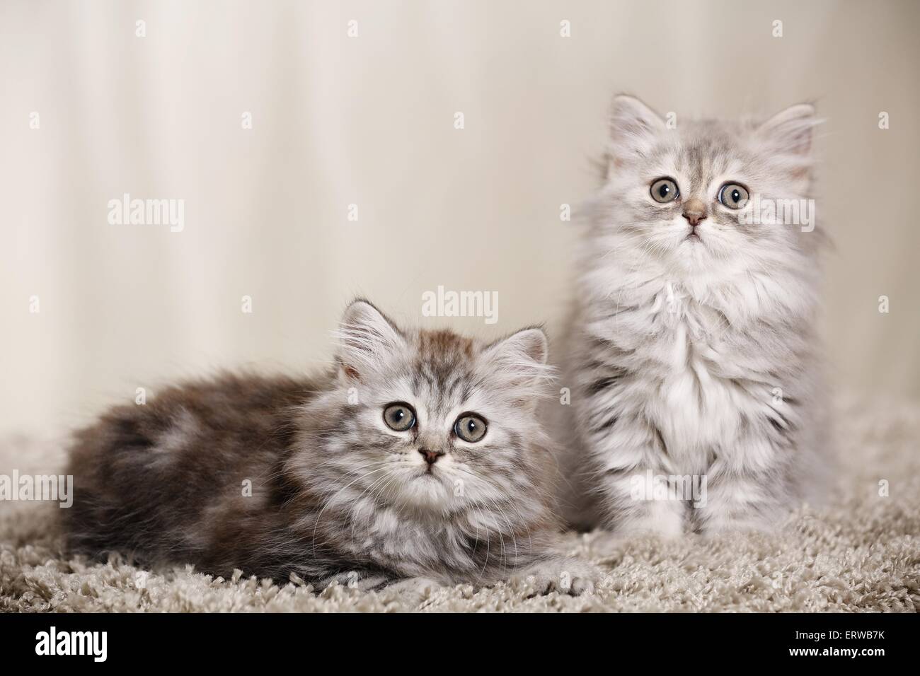 German Longhair Kitten Stock Photo - Alamy