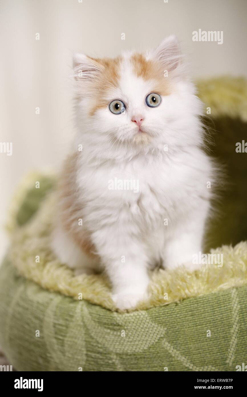 German Longhair Kitten Stock Photo - Alamy