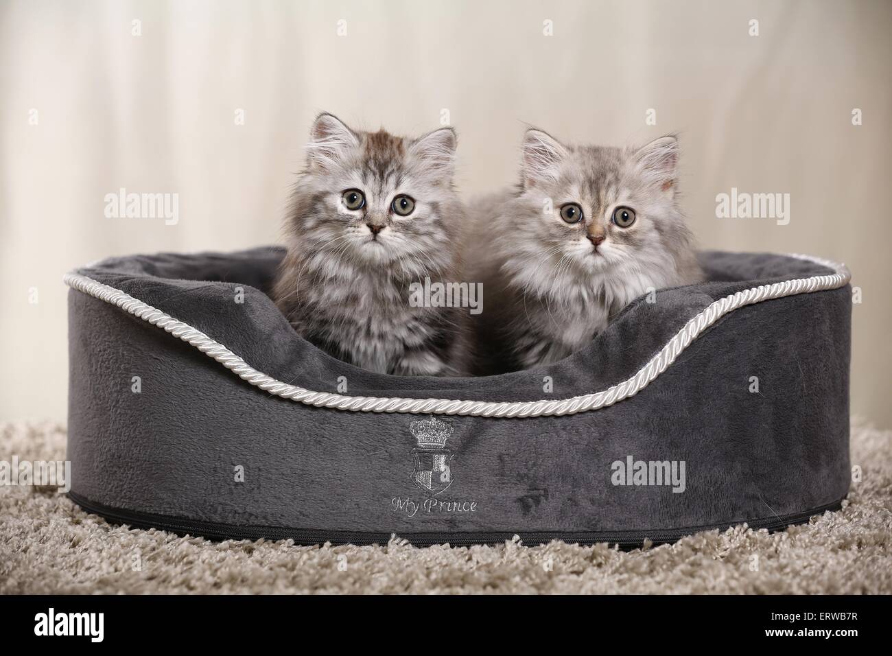 German Longhair Kitten Stock Photo - Alamy