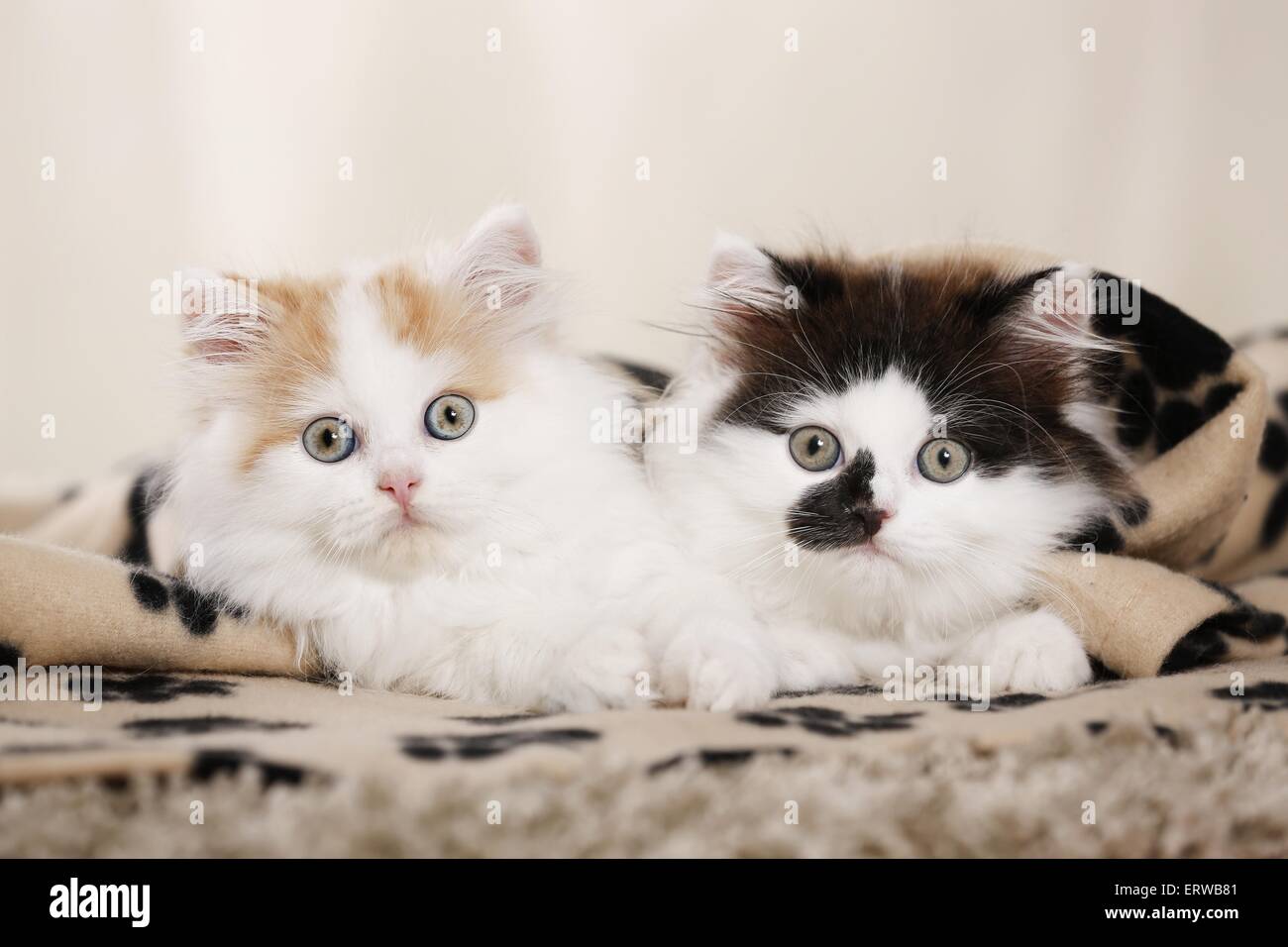 German Longhair Kitten Stock Photo - Alamy
