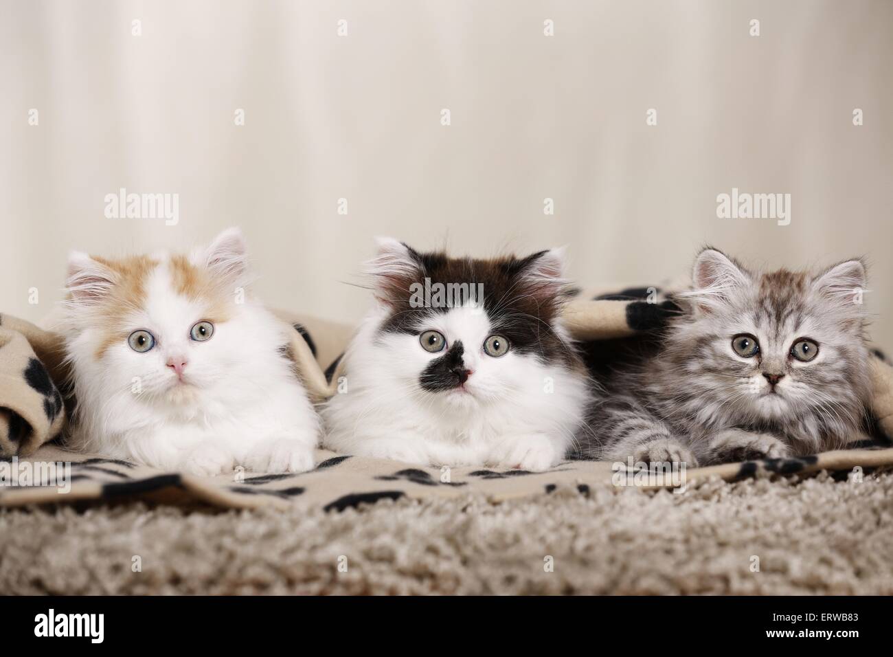 German Longhair Kitten Stock Photo - Alamy