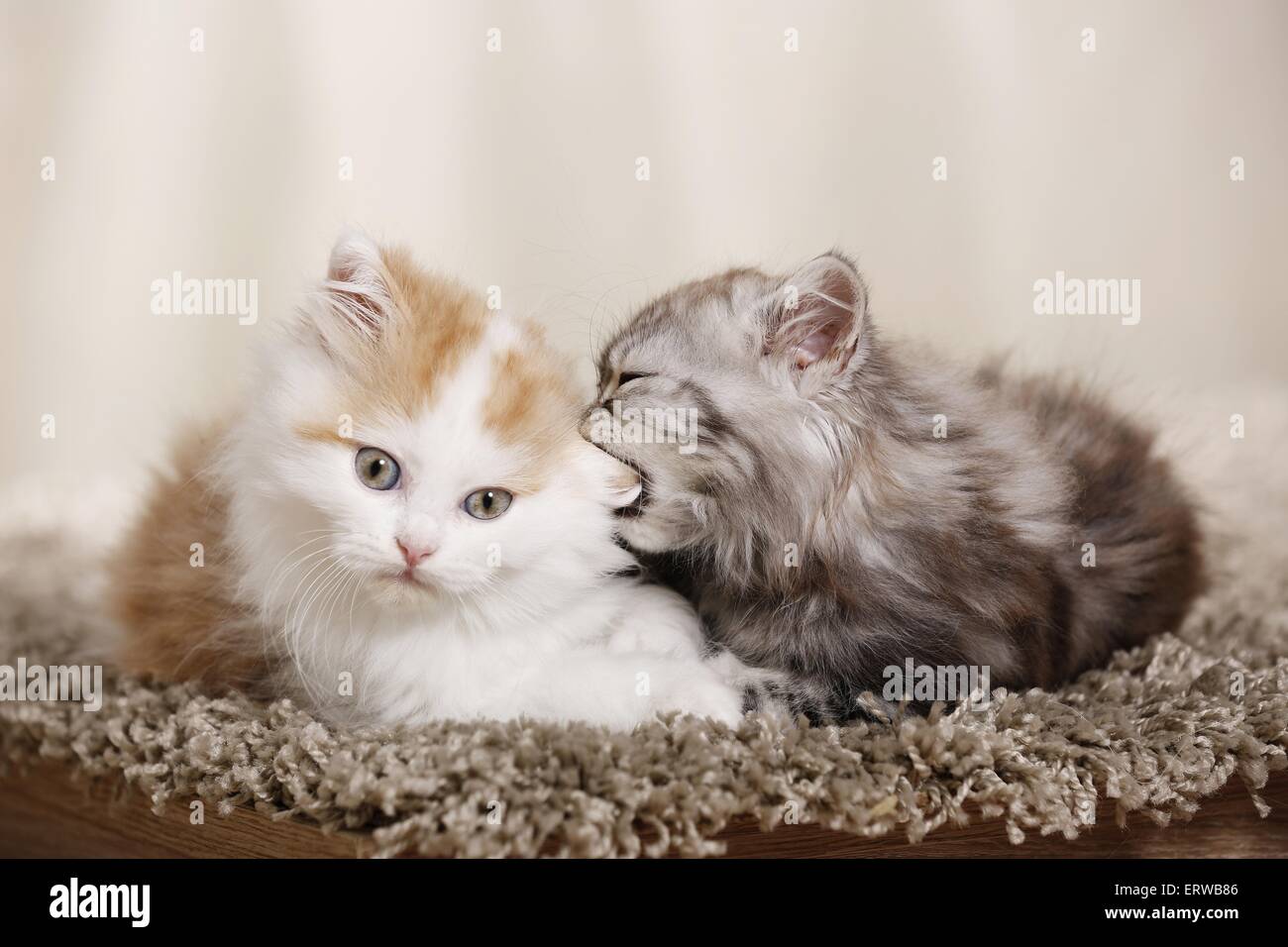 German Longhair Kitten Stock Photo - Alamy