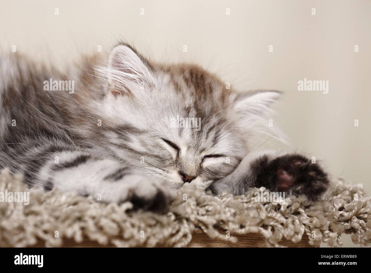 German Longhair Kitten Stock Photo - Alamy