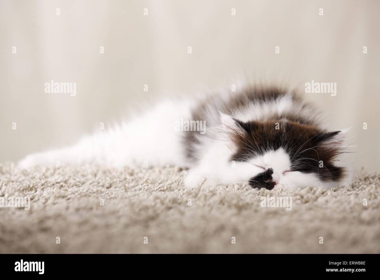 German Longhair Kitten Stock Photo - Alamy