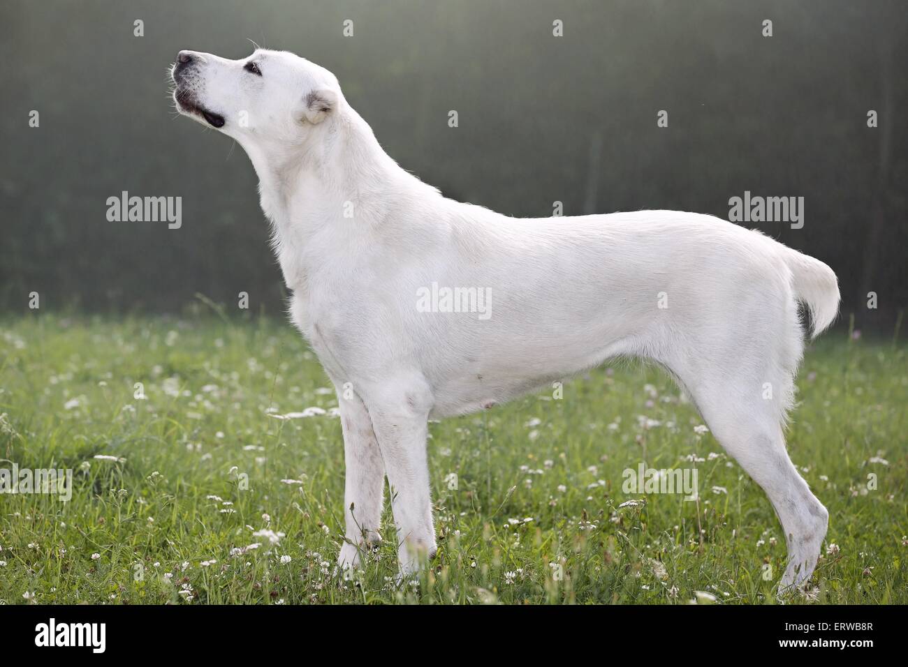 standing Central Asian Shepherd Dog Stock Photo - Alamy