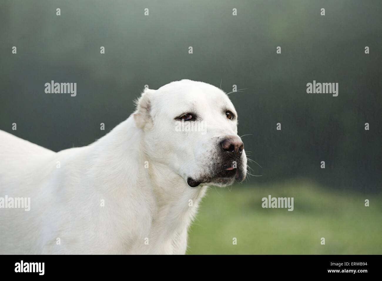Central Asian Shepherd Dog Portrait Stock Photo - Alamy