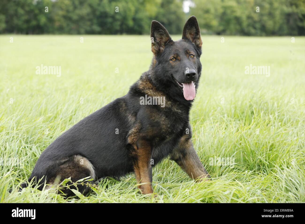 sitting German Shepherd Stock Photo - Alamy