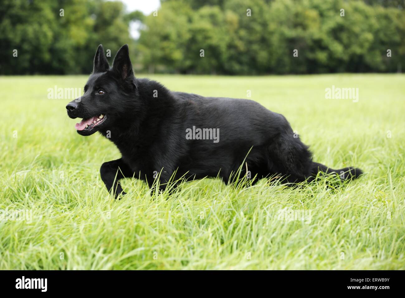 German shepherd dog adult walking hi-res stock photography and images ...