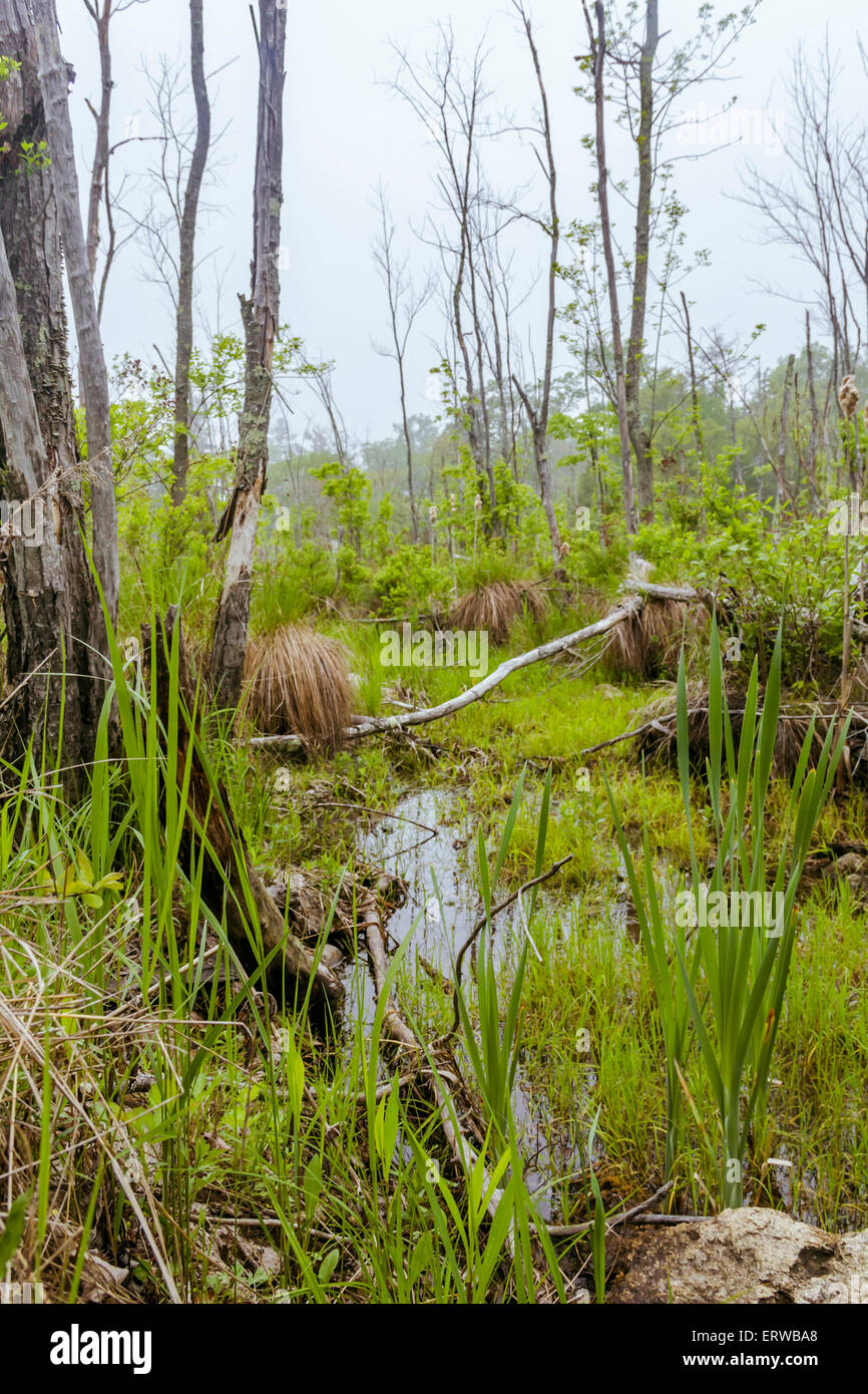 Foggy overgrown swamp or marsh woods early in the morning Stock Photo ...