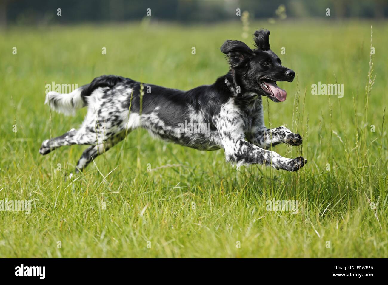 running Large Munsterlander Stock Photo - Alamy