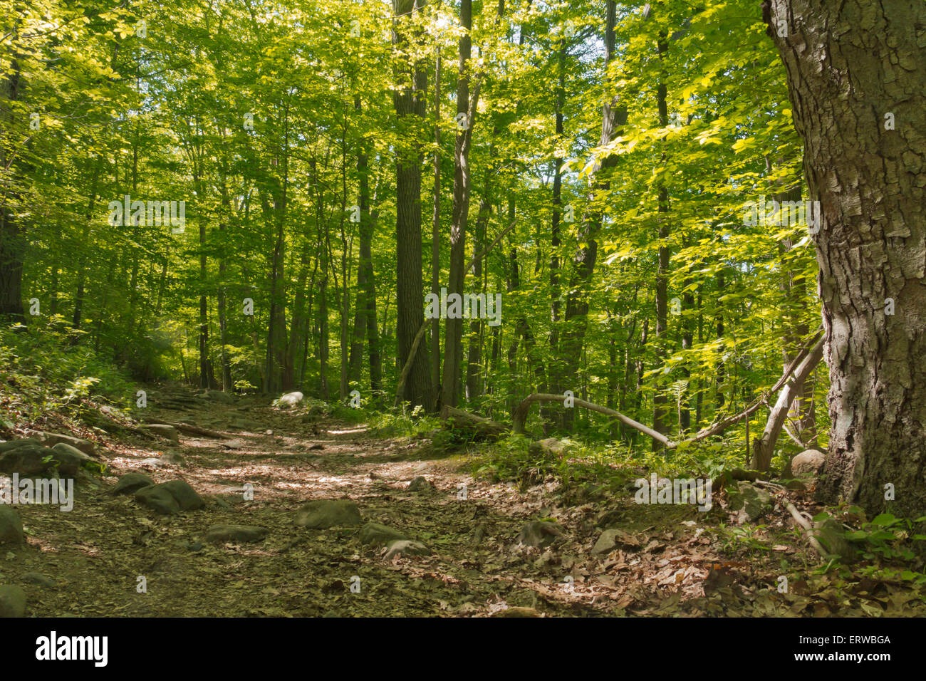 Adventurous trail with lush vegetation during early spring Stock Photo ...