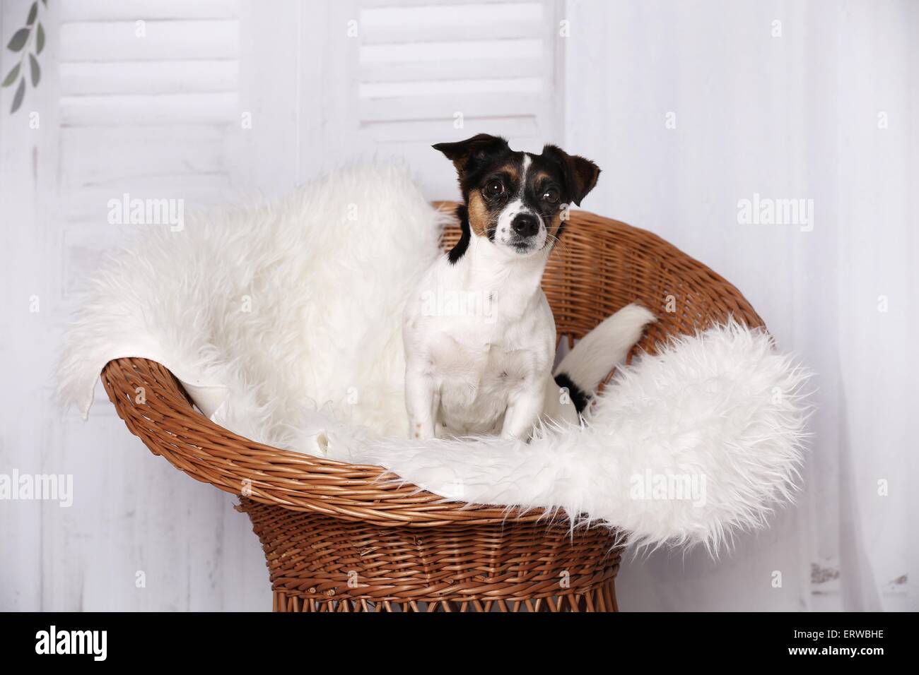 sitting Jack Russell Terrier Stock Photo - Alamy