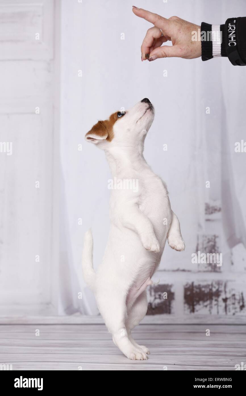begging Jack Russell Terrier Puppy Stock Photo - Alamy
