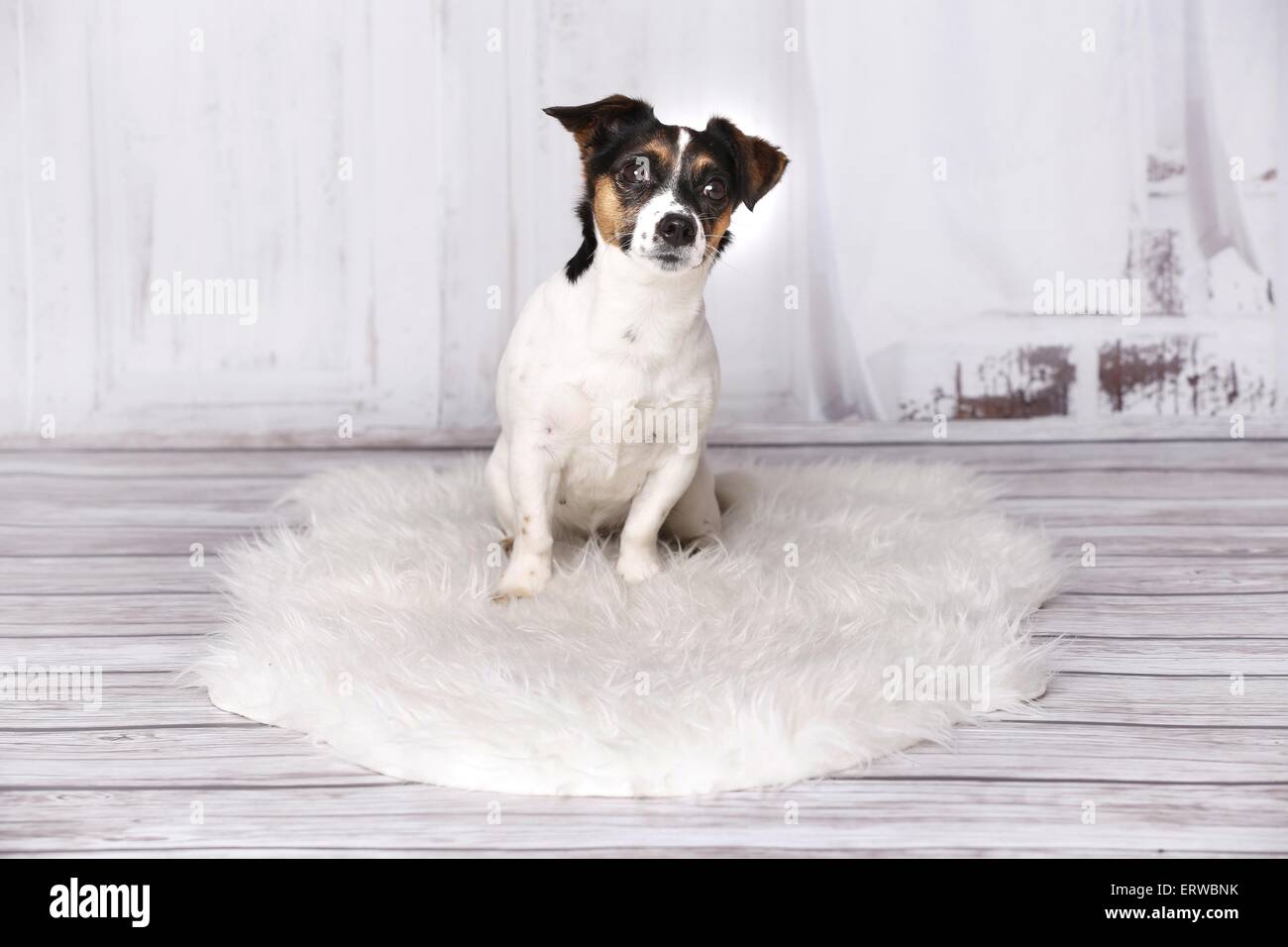 sitting Jack Russell Terrier Stock Photo - Alamy