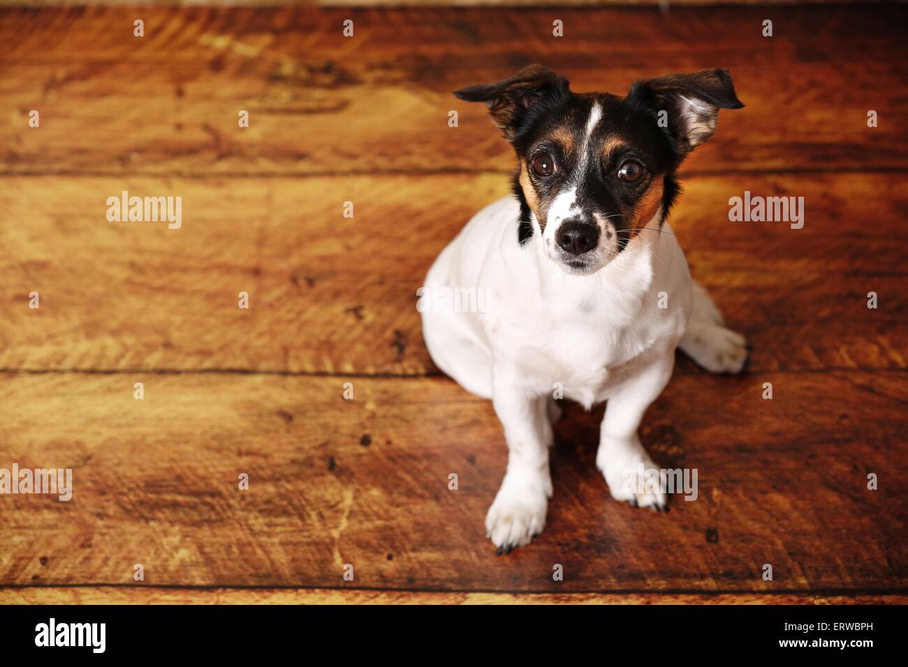 sitting Jack Russell Terrier Stock Photo - Alamy