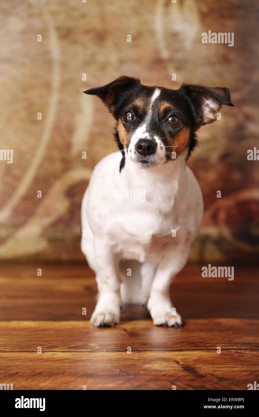 standing Jack Russell Terrier Stock Photo - Alamy