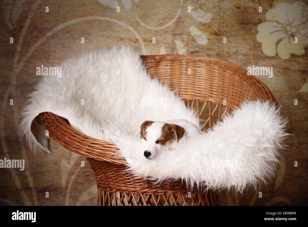 sleeping Jack Russell Terrier Puppy Stock Photo - Alamy