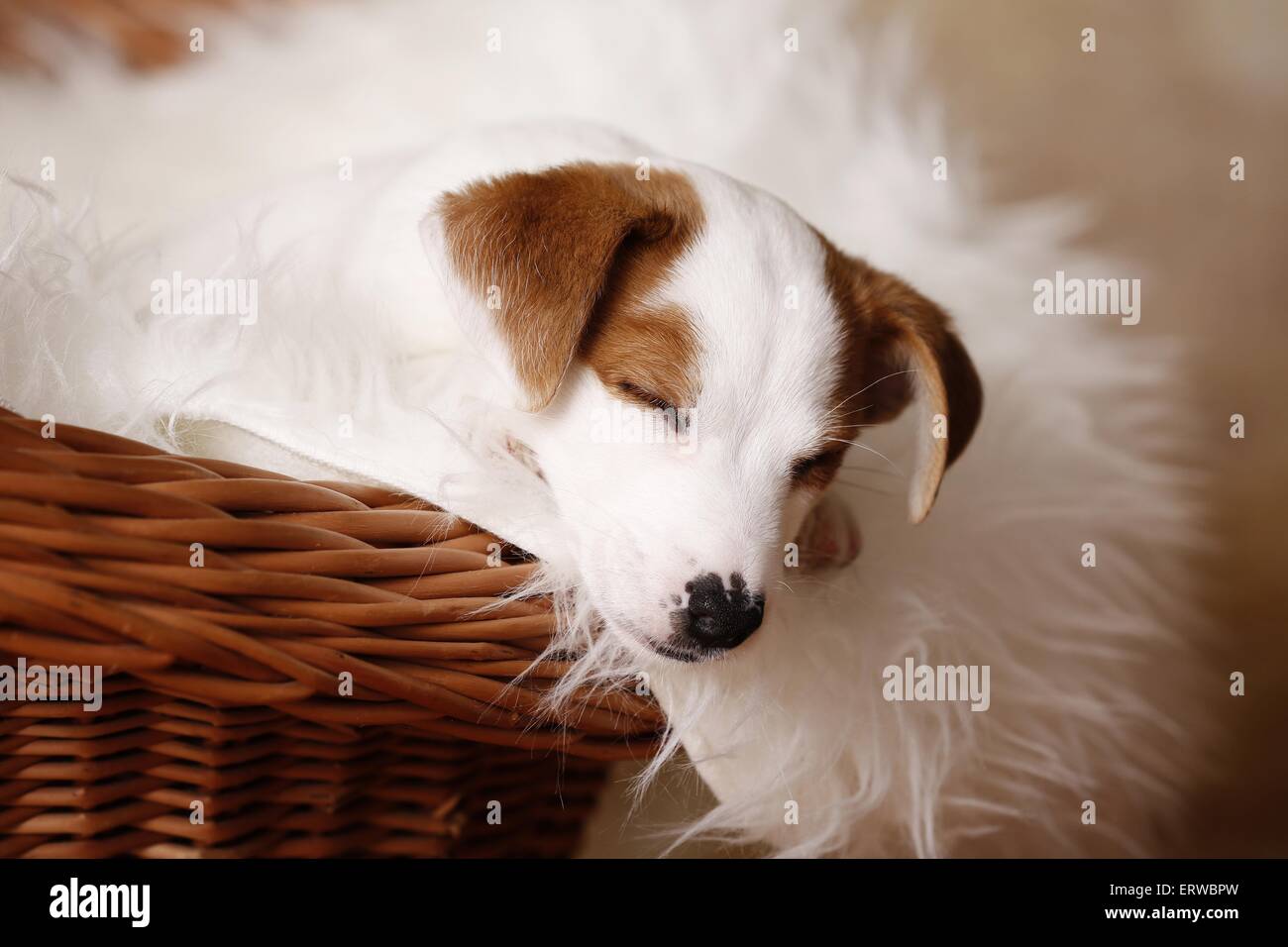 sleeping Jack Russell Terrier Puppy Stock Photo - Alamy
