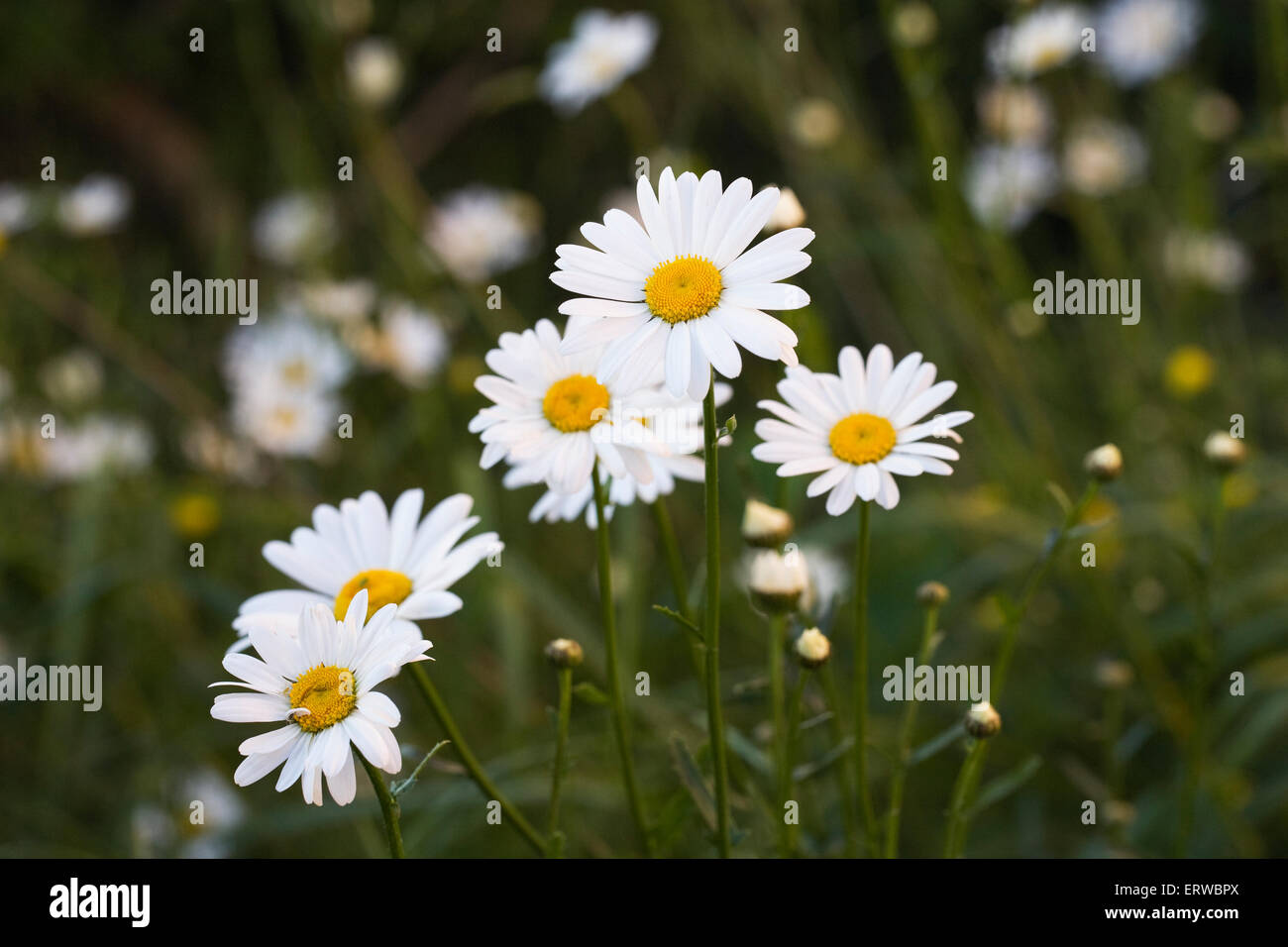 Leucanthemum vulgare. Oxeye daisies in the garden Stock Photo - Alamy