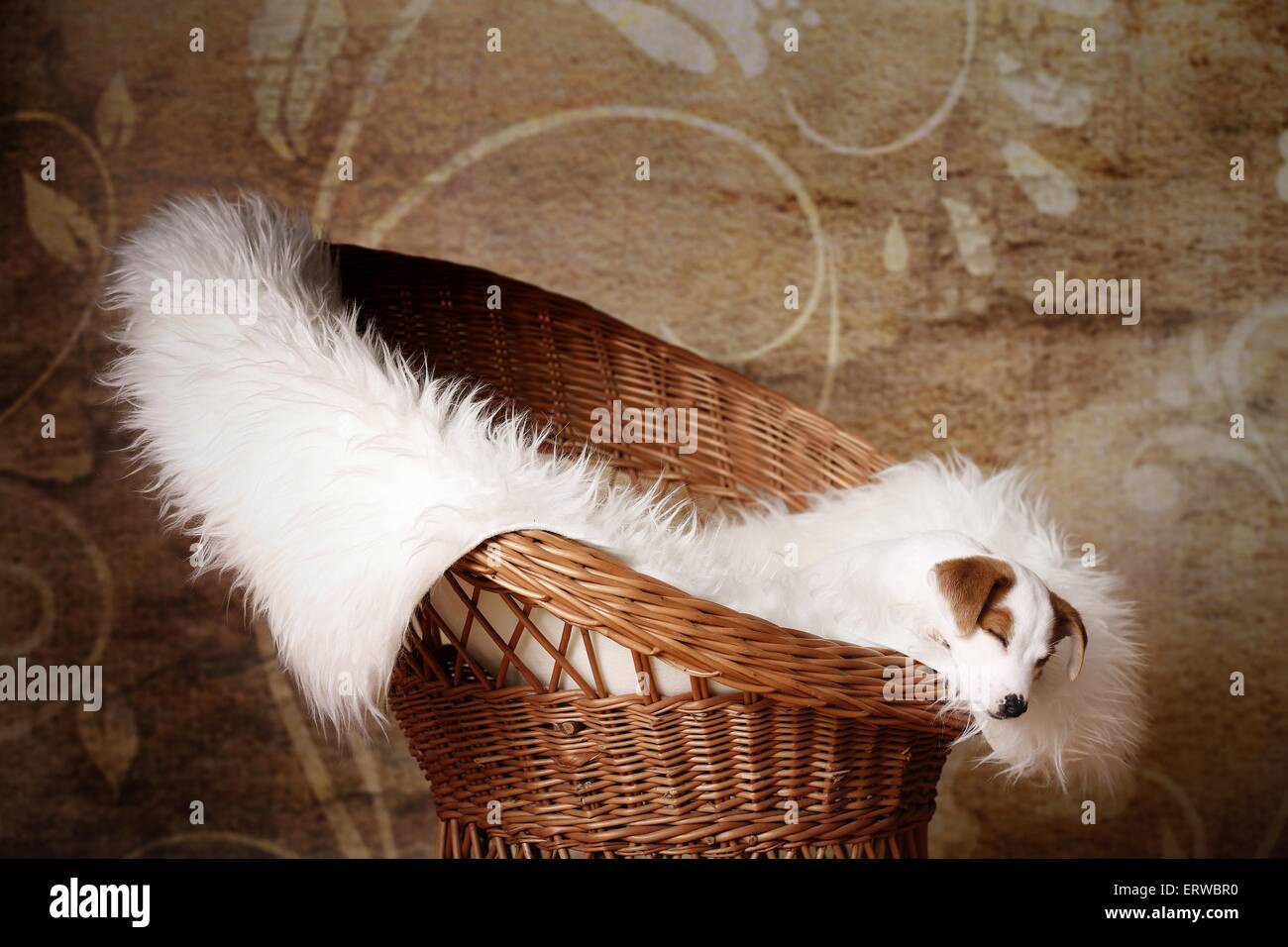 sleeping Jack Russell Terrier Puppy Stock Photo - Alamy