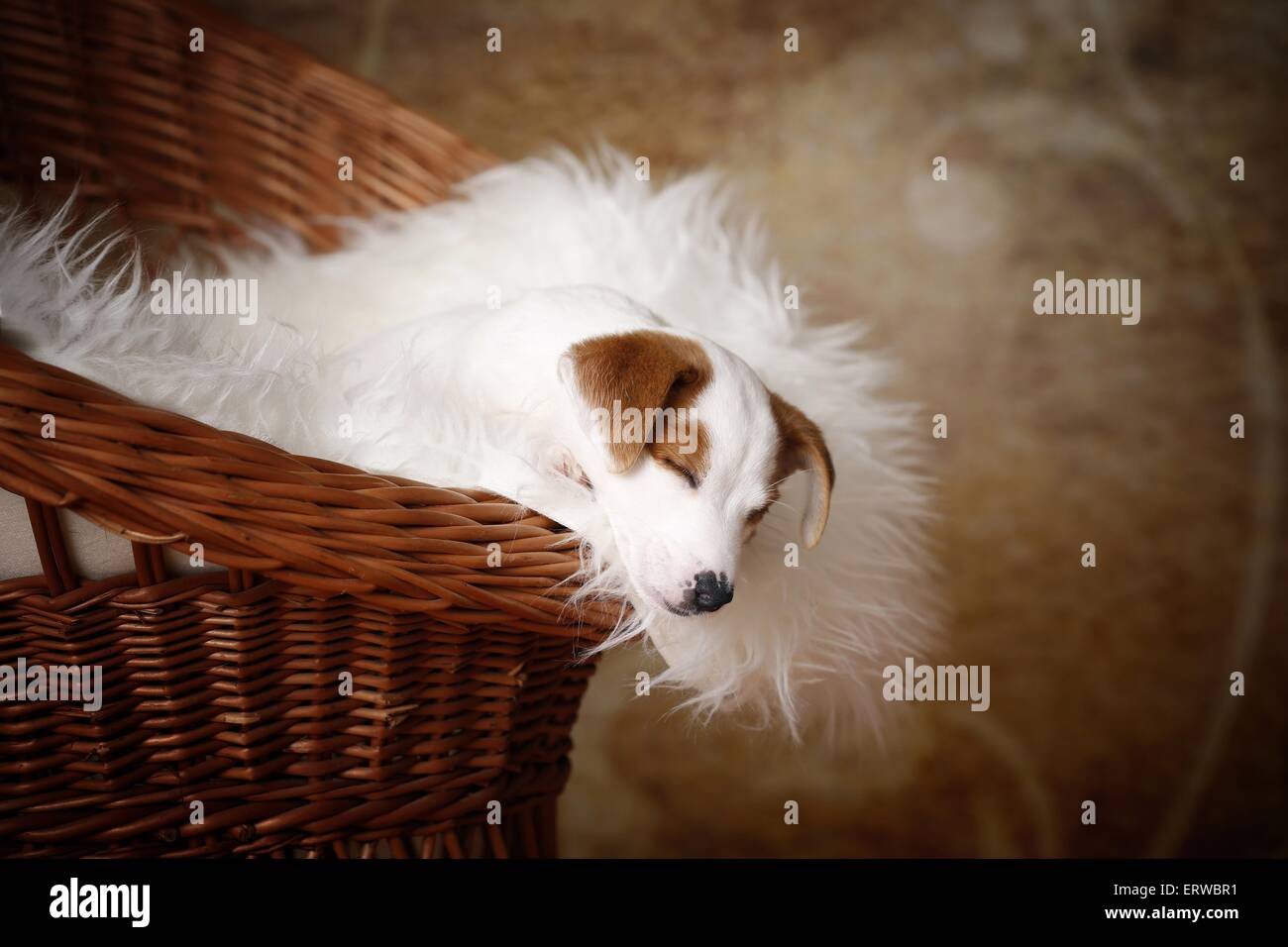 sleeping Jack Russell Terrier Puppy Stock Photo - Alamy