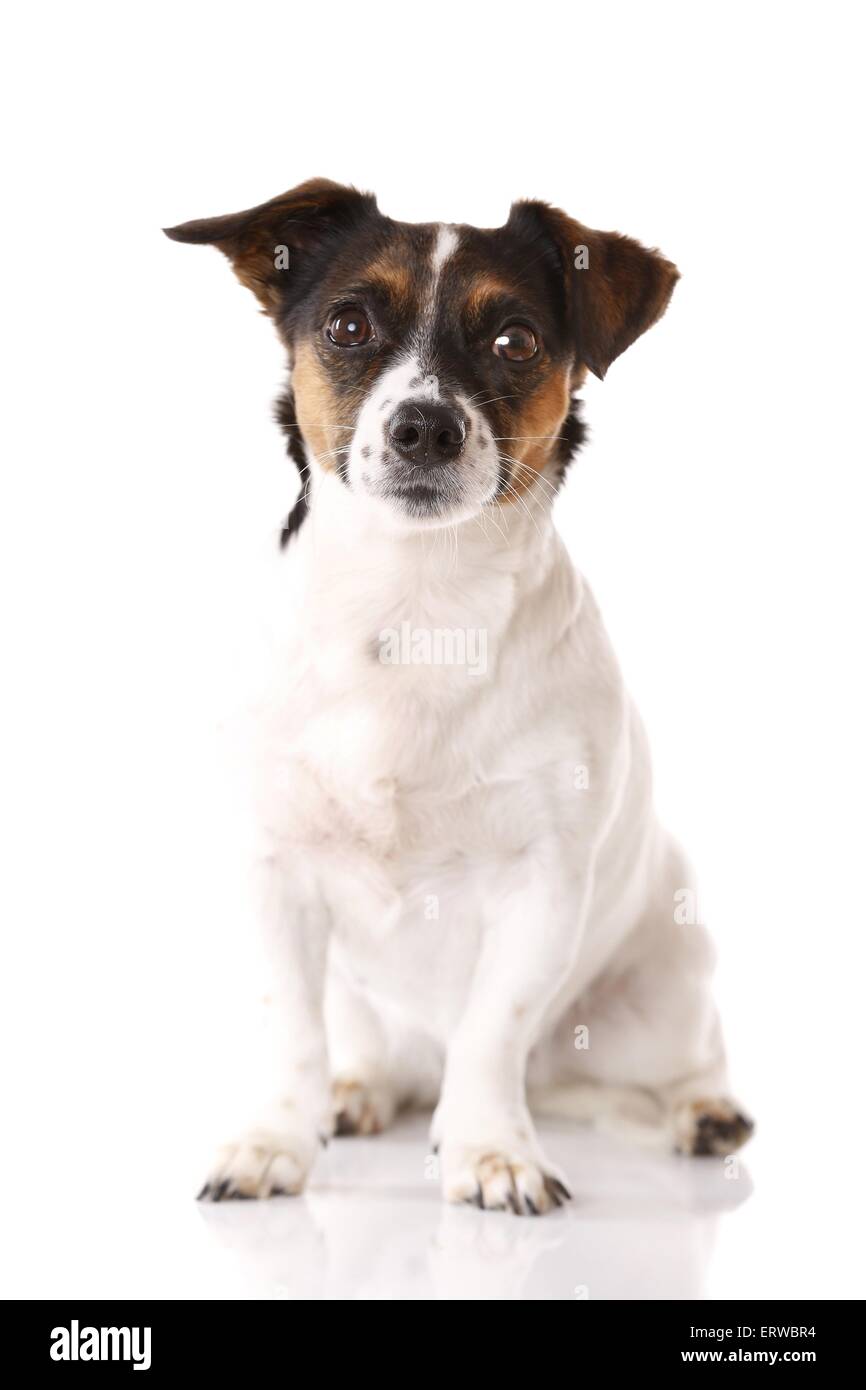 sitting Jack Russell Terrier Stock Photo - Alamy
