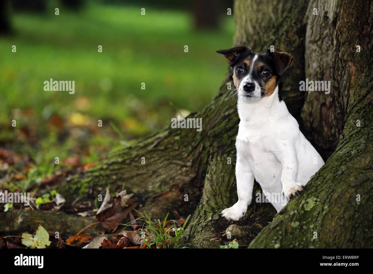 standing Jack Russell Terrier Stock Photo - Alamy