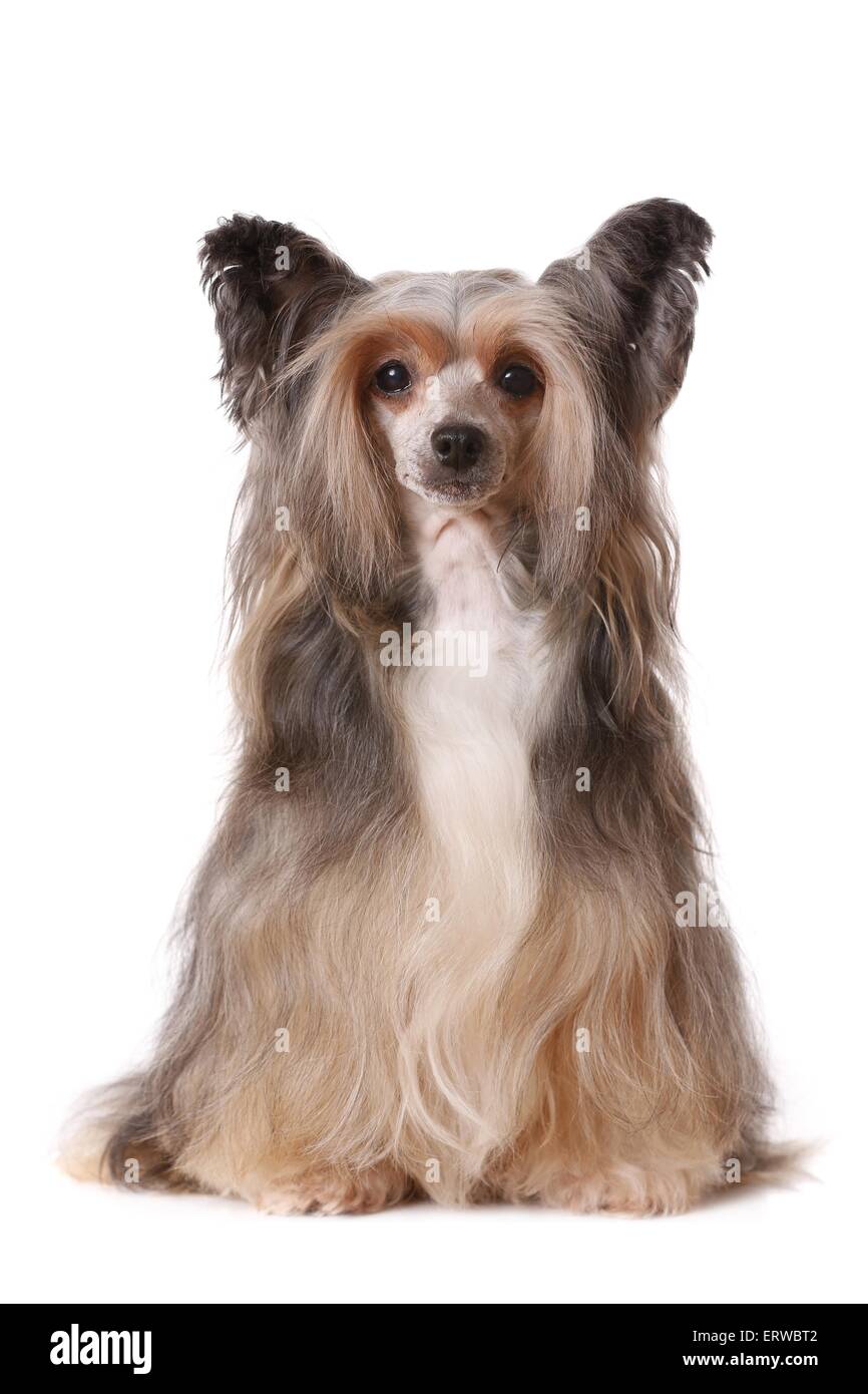 sitting Chinese Crested Dog Powder Puff Stock Photo - Alamy