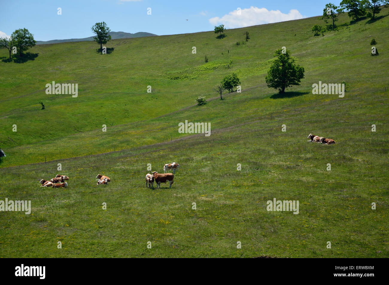 A herd of cows on a green country fields in spring time Stock Photo - Alamy