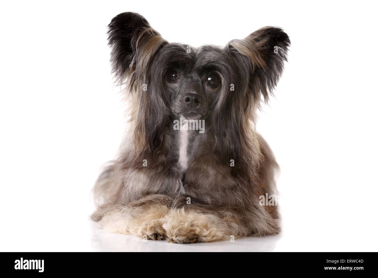 lying Chinese Crested Dog Powder Puff Stock Photo - Alamy