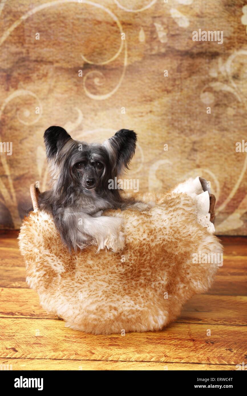 Chinese crested powder puff hi-res stock photography and images - Alamy