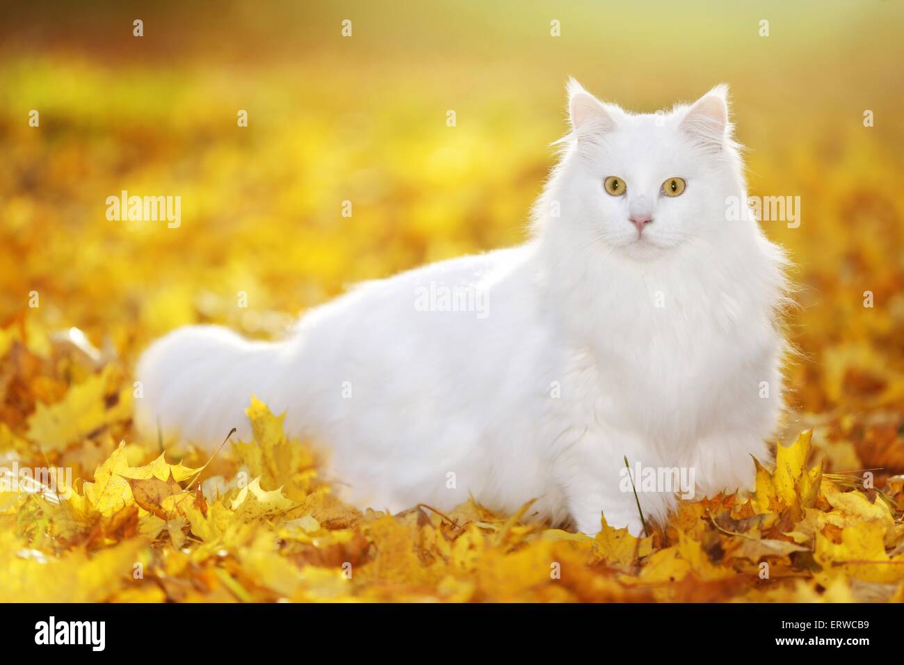 Cat backlight hi-res stock photography and images - Alamy