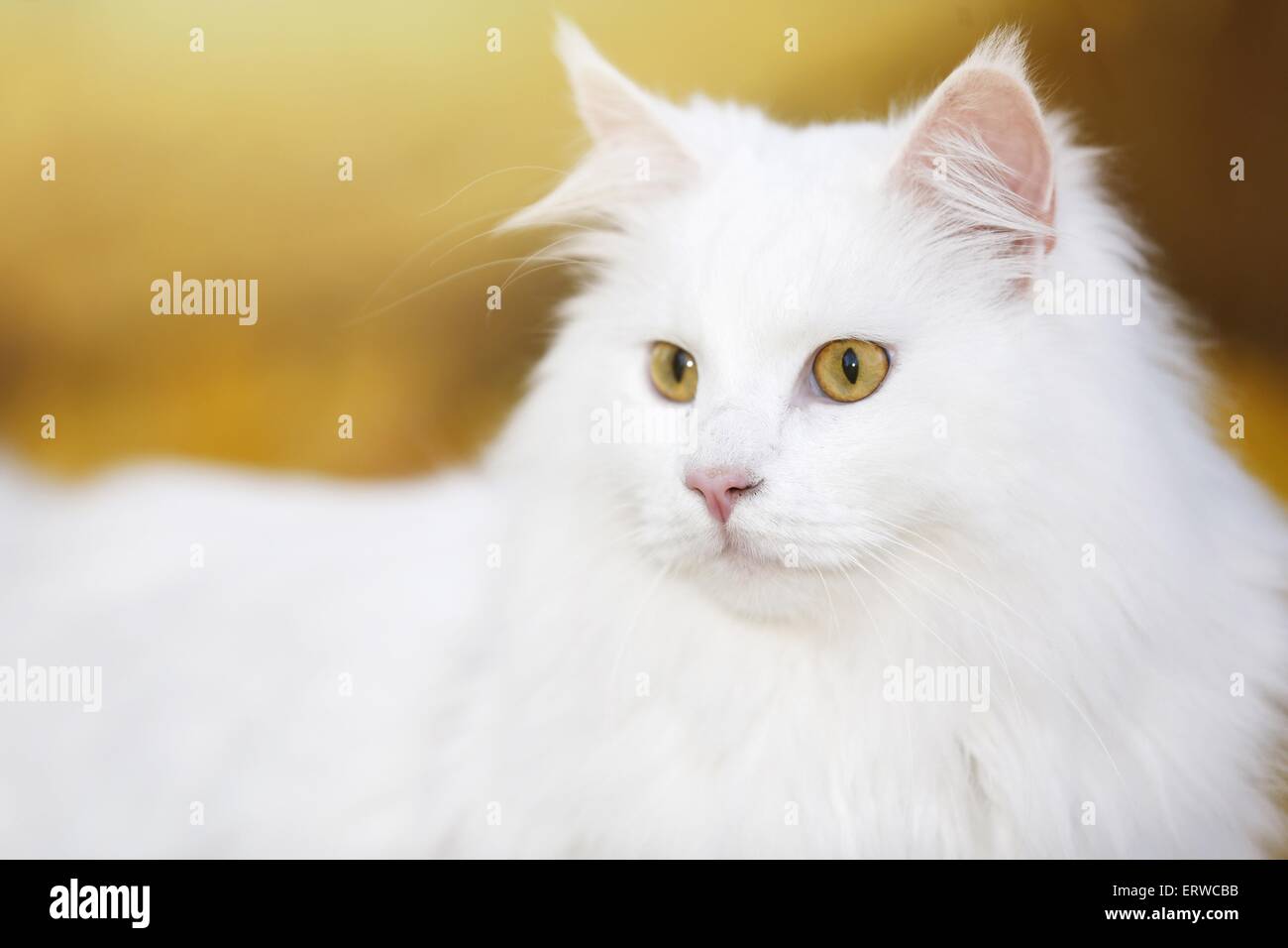 Male siberian cat hi-res stock photography and images - Alamy