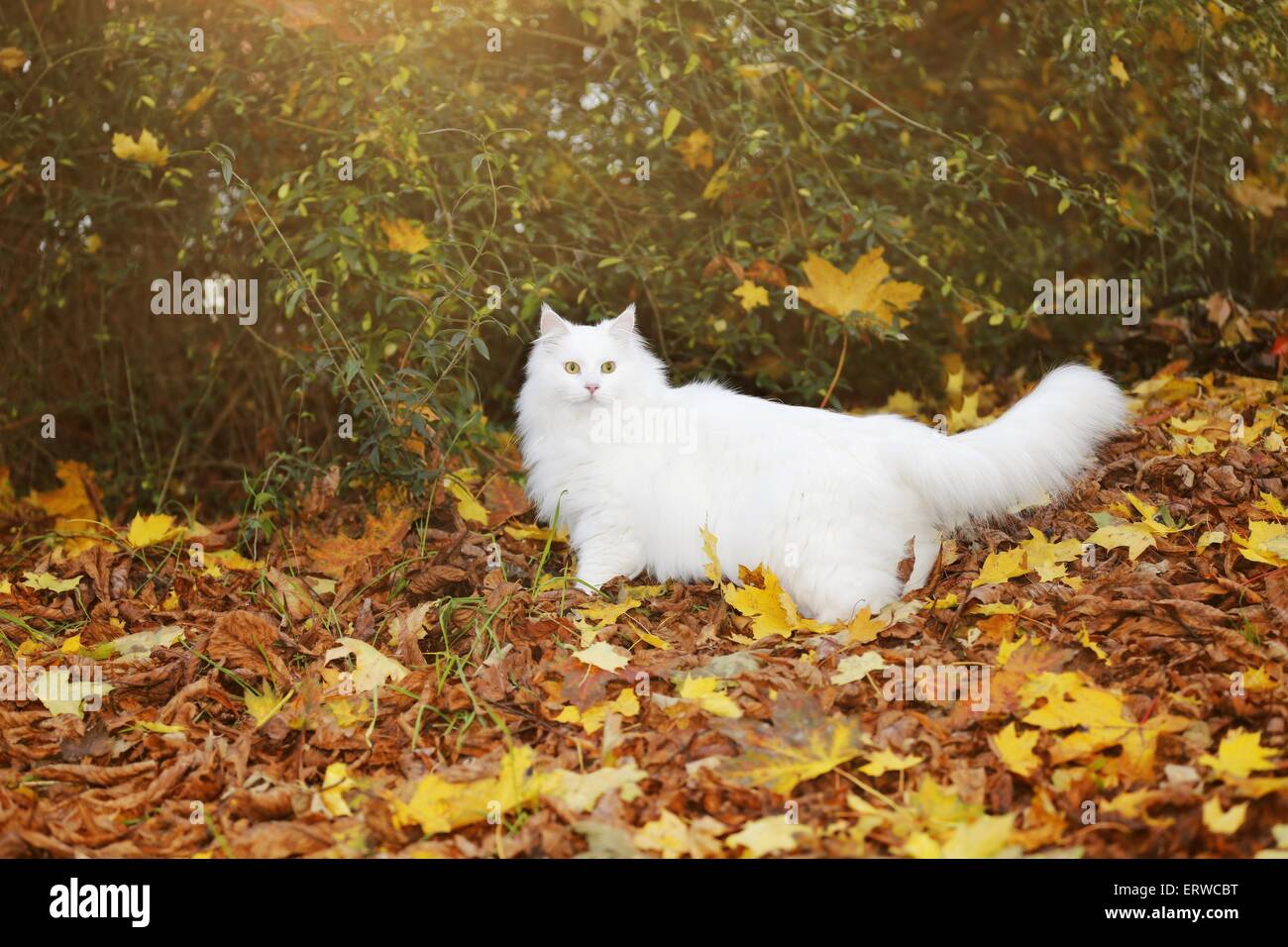 Cat backlight hi-res stock photography and images - Alamy
