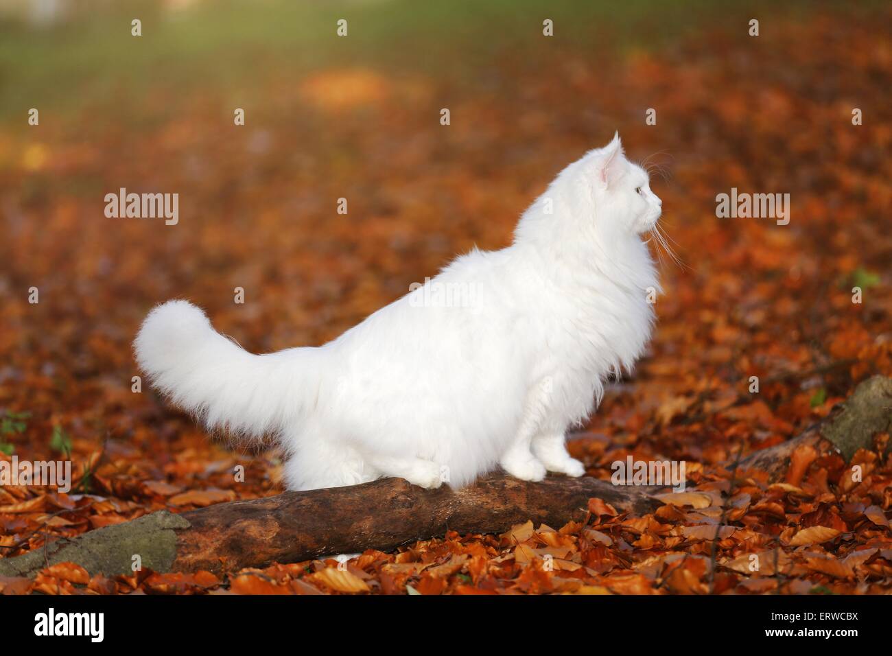 Cat profile side view standing hi-res stock photography and images - Alamy
