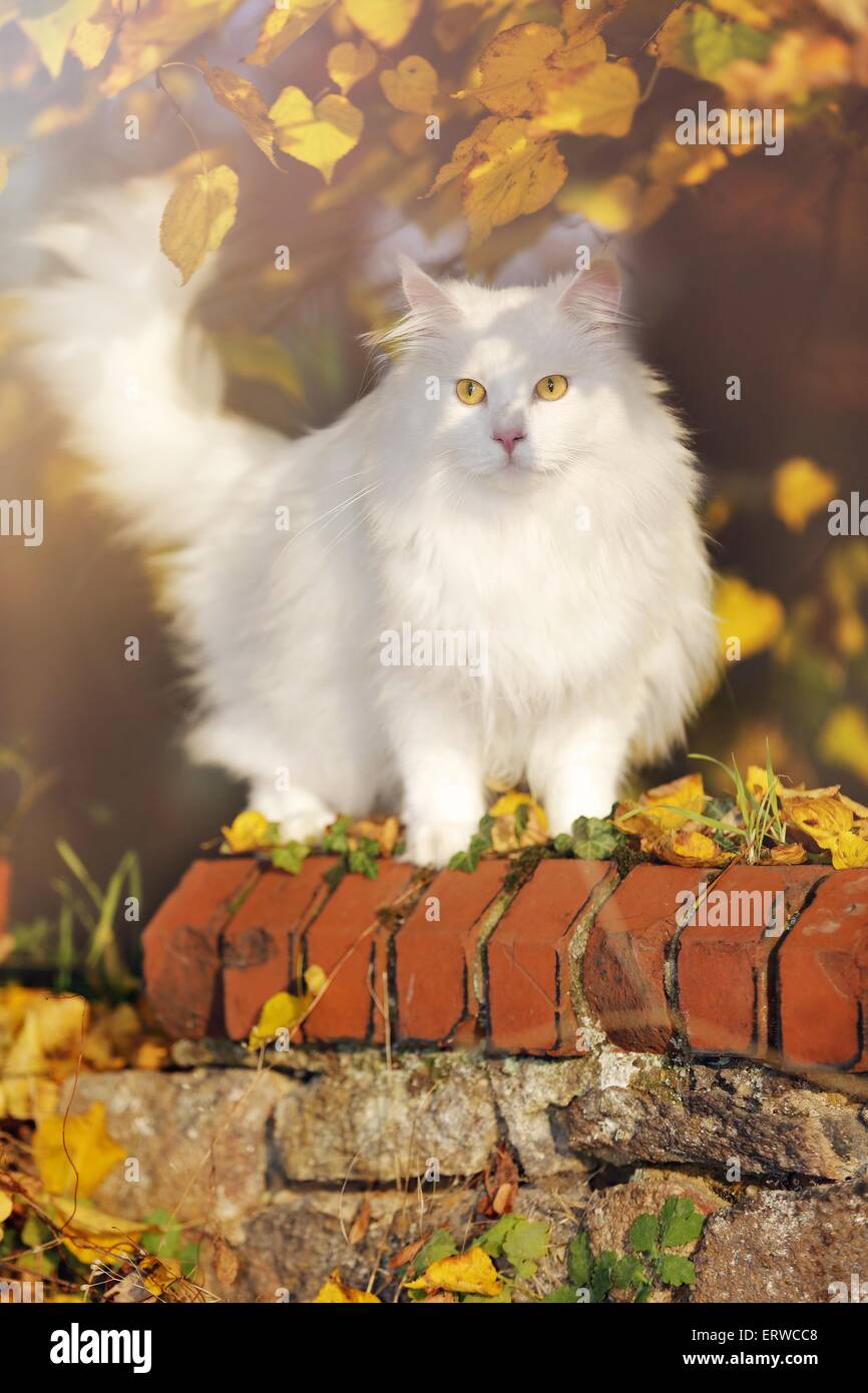 Cat backlight hi-res stock photography and images - Alamy
