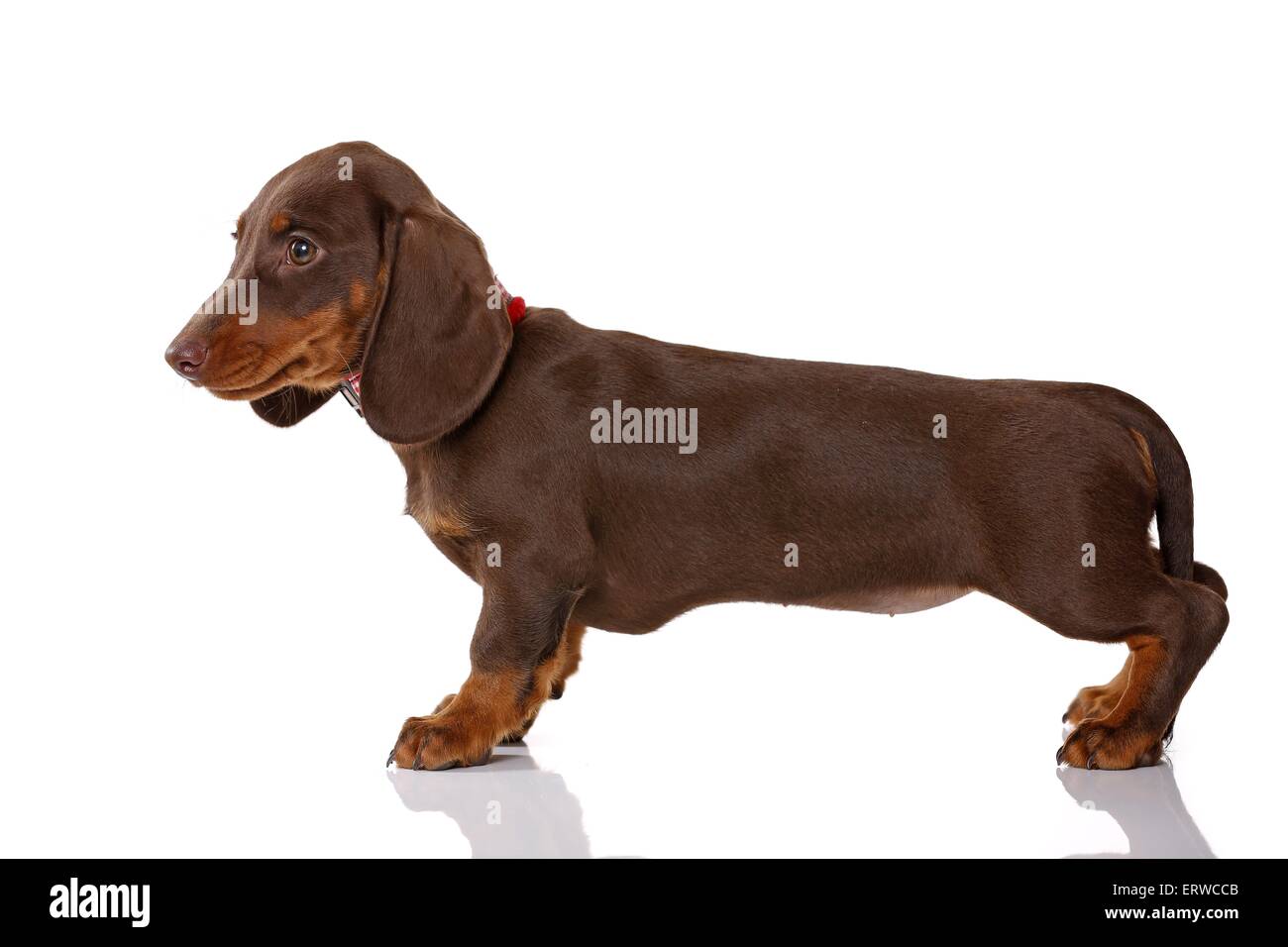 Brown dachshunds Cut Out Stock Images & Pictures - Alamy