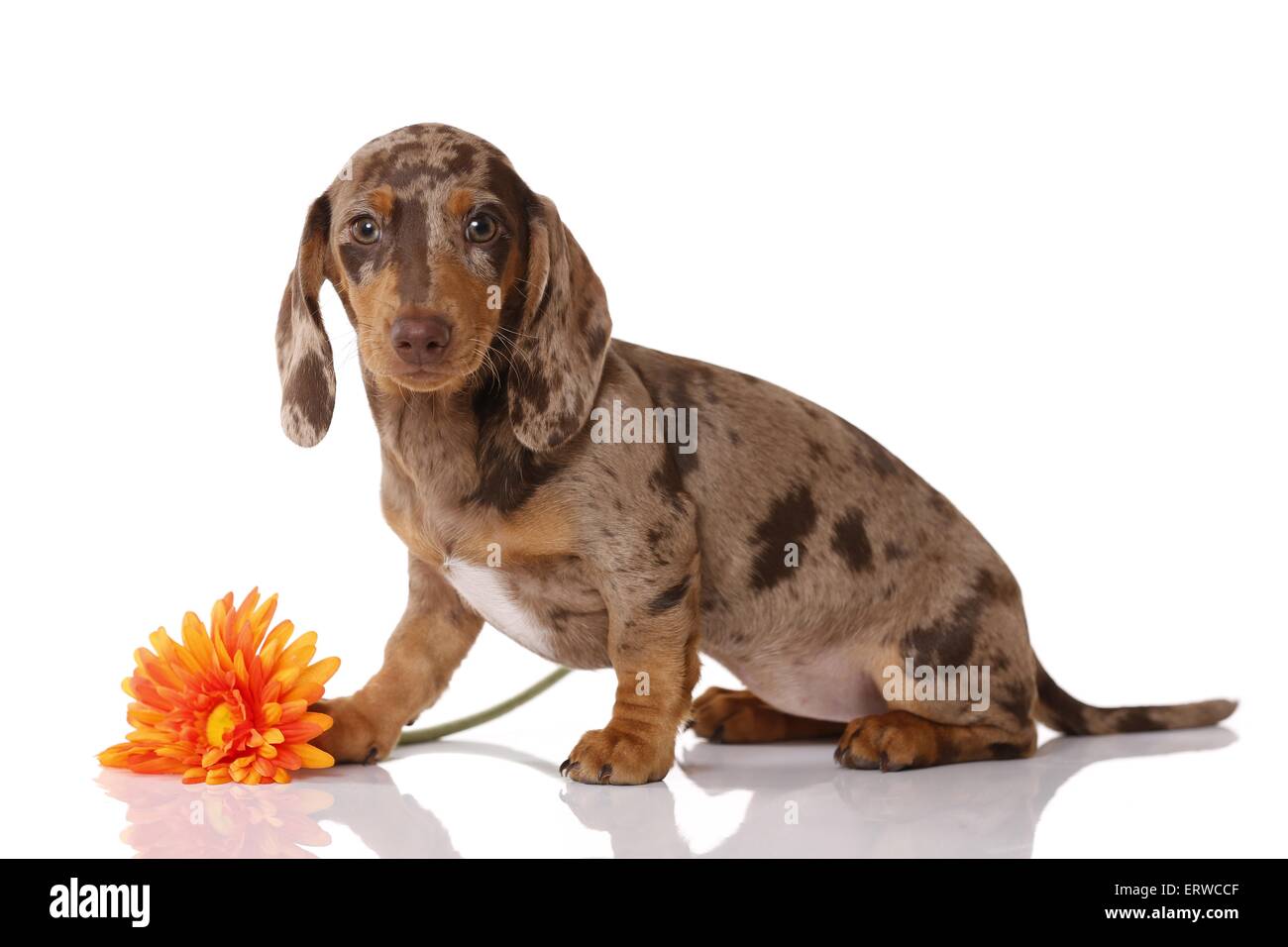 Dachshund side eye hi-res stock photography and images - Alamy