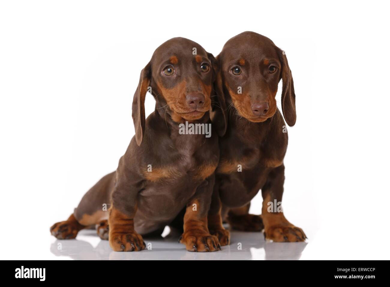 2 Dachshund Puppies Stock Photo - Alamy