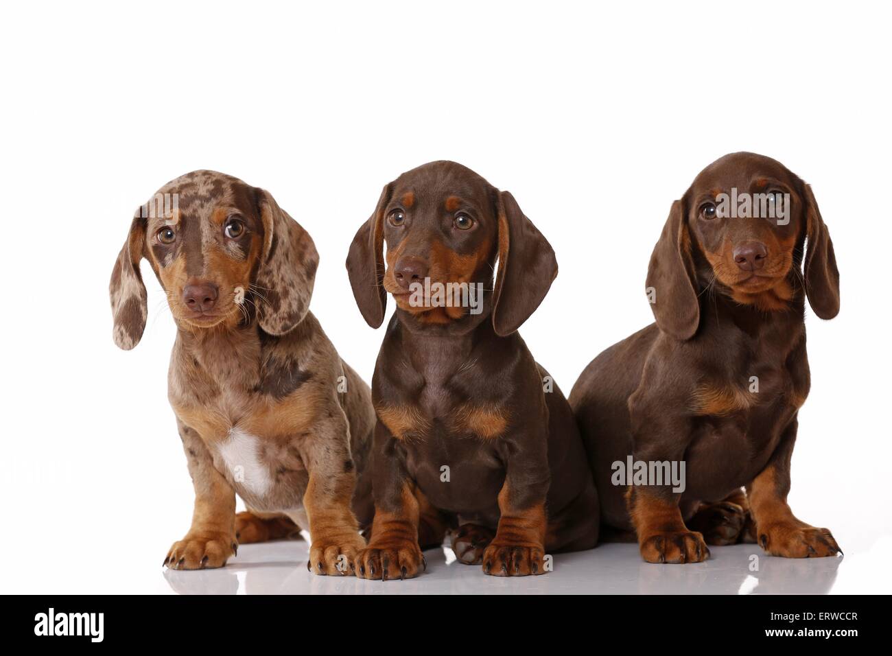 3 Dachshund Puppies Stock Photo - Alamy