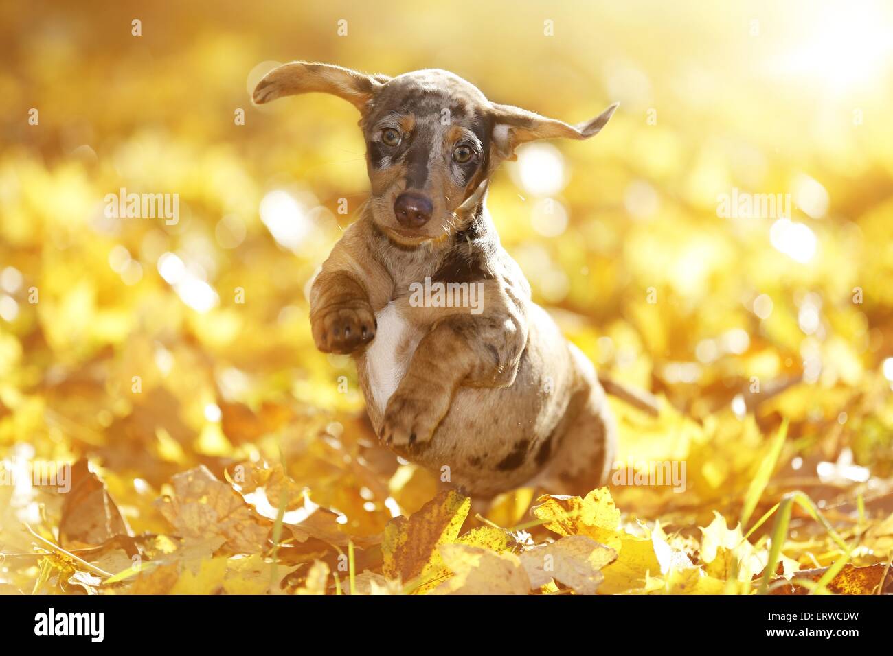 Running dachshund puppy hi-res stock photography and images - Alamy