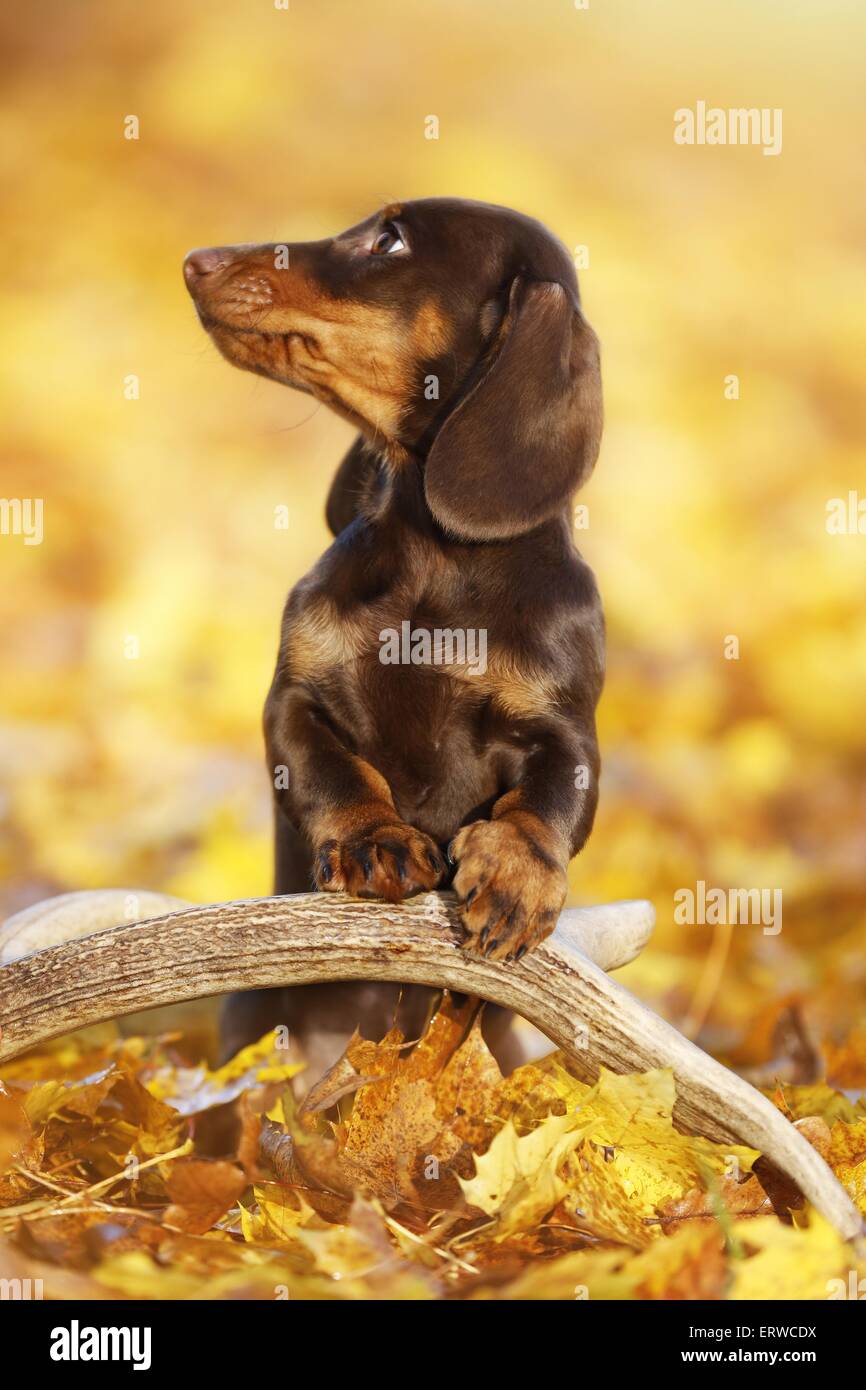 Puppy standing up hi-res stock photography and images - Alamy