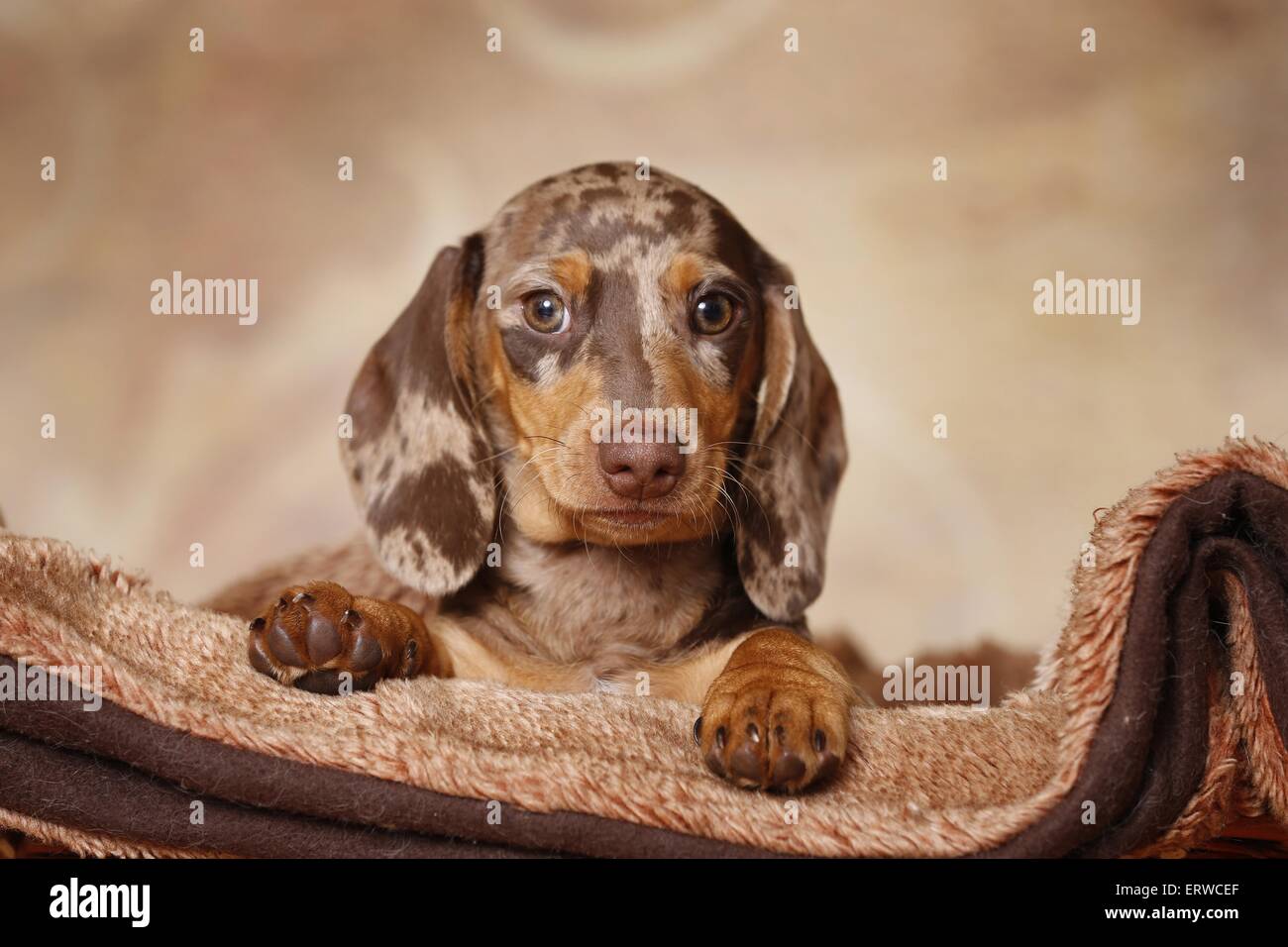 Cute dachshund puppy hi-res stock photography and images - Alamy