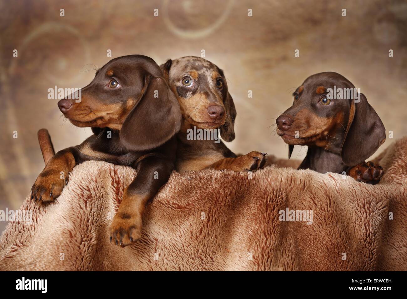 3 Dachshund Puppies Stock Photo - Alamy