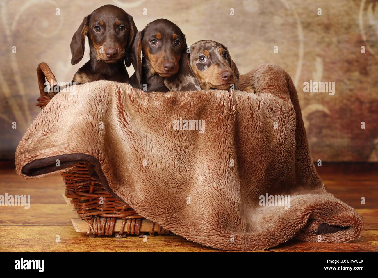 3 Dachshund Puppies Stock Photo - Alamy